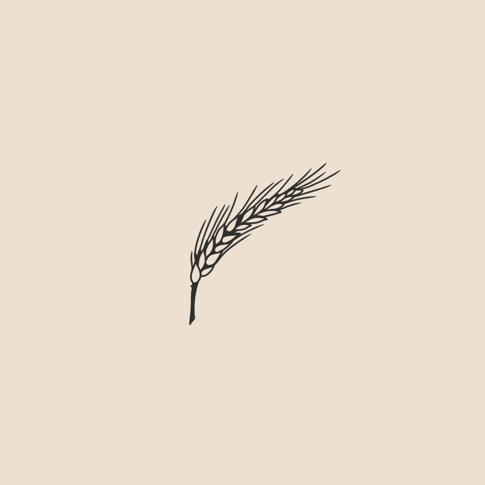 Wheat cob - 1204 – Mr Moutarde